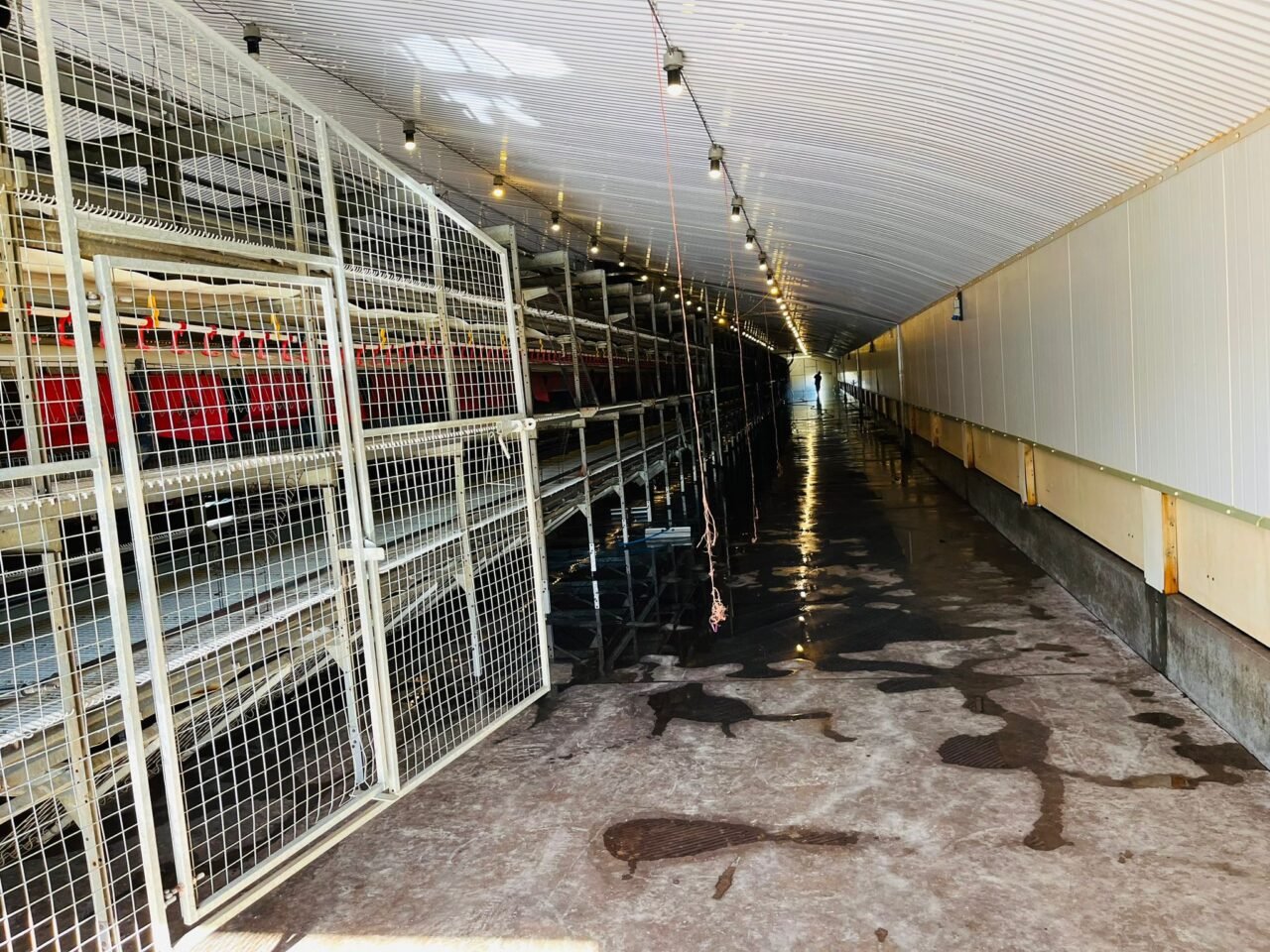 Top-Quality & Trusted Poultry Cleaning Service and Disinfection